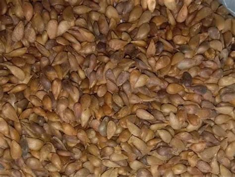 Grade Three Apple Seeds Packaging Type Loose At Rs 500kg In New
