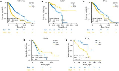 Multi Omics Analysis Identifies Bcat2 As A Potential Pan Cancer