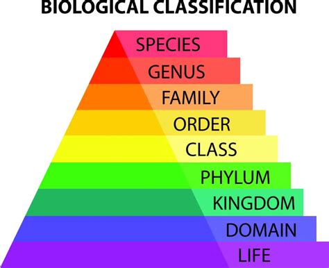 Unit 81 Taxonomy And Classifications Cool Science Guide