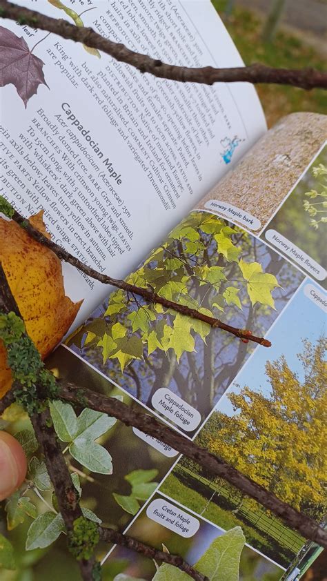 Red Maple Tree Identification Pictures Arbtalk The Social Network For Arborists