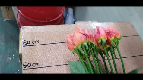 빅토리아시크릿 생화 인터넷꽃도매시장 생화택배 생화도매 인터넷꽃시장 인터넷꽃도매 장미대량구매 꽃 꽃다발 꽃도매 꽃시장 부산꽃시장 김해꽃시장 꽃쇼핑몰 김해꽃 부산꽃 꽃싸게사는법