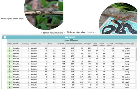 58 Lizards And Ladybugs Illustrating The Role Of Questioning Ask