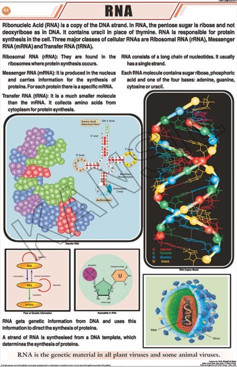 Rna Chart Non Redundant Roles For The Human Mrna Decapping Cofactor