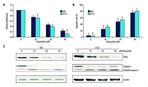 Doxycycline Significantly Inhibits Proliferation And Induces Apoptosis Download Scientific