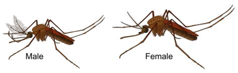 Entomology How Do You Identify A Mosquitos Sex Without Letting It