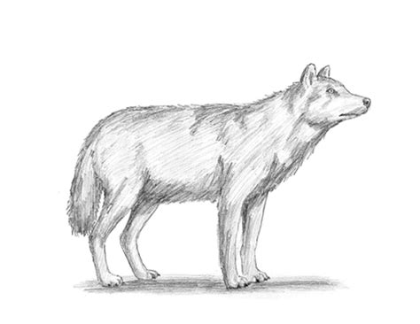 Dire Wolf Drawing At Explore Collection Of Dire