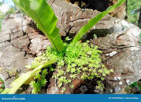 Parasite Plant Growing Around A Tree Stem Tree Trunk Texture Stem