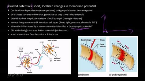 Characteristics Of Graded Potentials