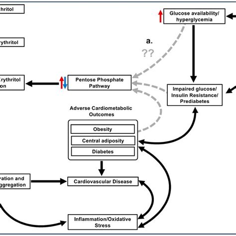 Hypothetical Framework Explaining The Associations Between Circulating