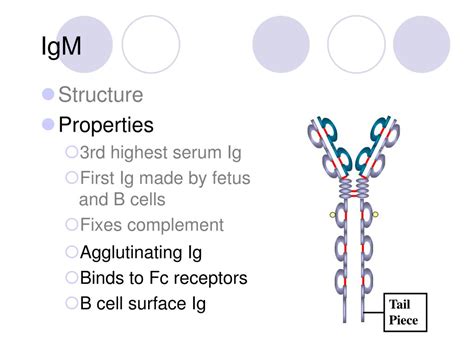 Ppt Immunoglobulins Structure And Function Powerpoint Presentation Id 4857300