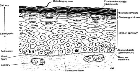 Stratified Squamous Keratinized Epithelium Diagram
