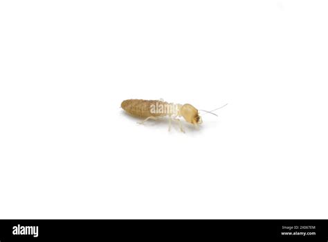 Eastern Subterranean Termite Reticulitermes Flavipes Most Common