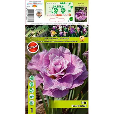 Kupite Trajnice Sibirski Iris Pink Parfait 76290 U Gradinamax Trgovini