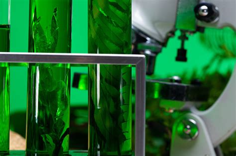 튜브 실험실 약물 연구 유리 제품의 천연 유기 및 과학적 추출 포레스트 리프 그린 허브 의학 천연 스킨 케어 미용 제품 녹색 자연의 실험실 및 개발 개념 0명에 대한 스톡