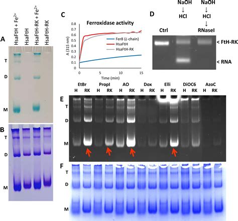 Engineered Human H Chain Ferritin With Reversed Charge Of The Internal Cavity Exhibits Rna