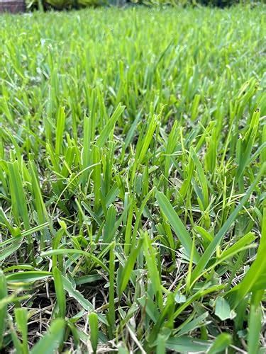 St Augustine Grass Bareroot Grass Plug Drought And Shade Want It All