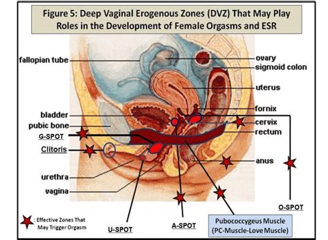 12 Types Of Female Orgasms And How To Achieve Them Professional Bdsm