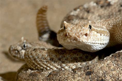 Rattlesnake San Diego Zoo Animals And Plants