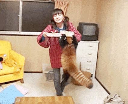 The 27 Best Red Panda S Of All Time Red Panda Panda Funny