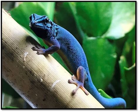 Electric Blue Day Gecko