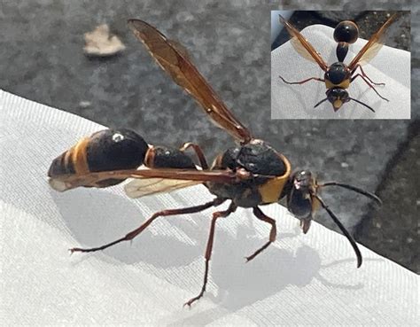 スズバチ 淡輝 熾のブログ