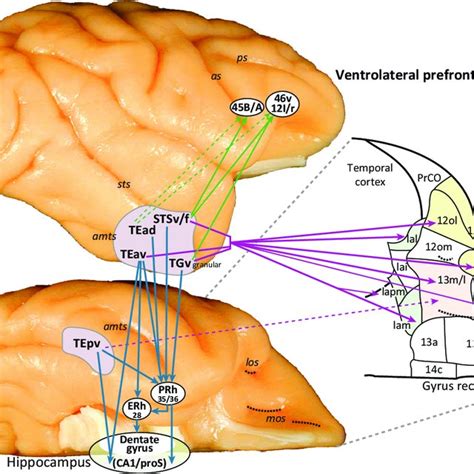 Pdf The Ventral Visual Pathway An Expanded Neural Framework For The Processing Of Object Quality