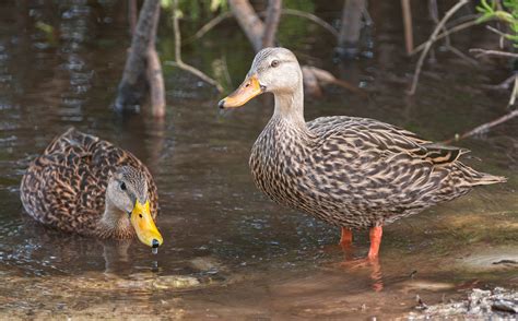 Mottled Duck Vs Black Duck