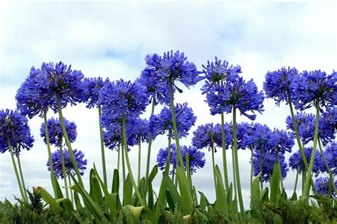 Lily Of The Nile Flowers Seeds Blue African Lily Agapanthus