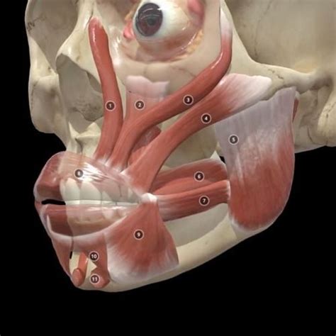Botox Injecting The Frontalis Safely Dr Tim Pearce