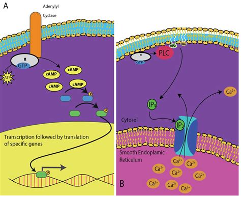 Chapter 9 Cell Communication Introduction To Molecular And Cell Biology