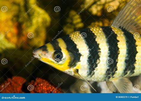 Yellow Black Striped Fish In An Aquarium Stock Image Image Of Stripes