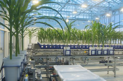 From Cell To Canopy Nelissen Lab