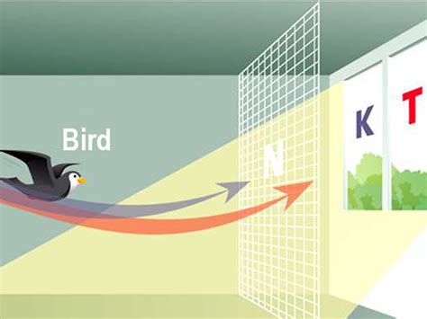 How To Prevent Bird Collisions With Bird Safe Glass 101 A