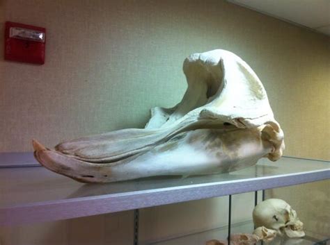 Beaked Whale Teeth