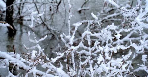 가지 감기 겨울 겨울 자연 겨울 추위 겨울 풍경 겨울의 아름다움 겨울철의 계절 고드름 고요한 고요한 광경