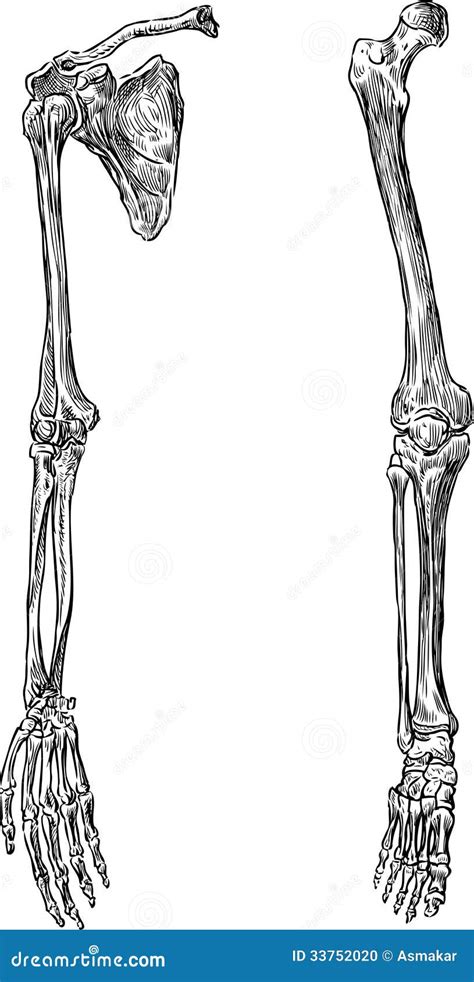 Parts Of Human Skeleton Stock Vector Illustration Of Isolated 33752020