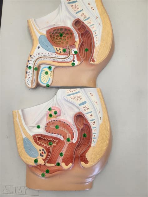 Reproductive System Diagram Quizlet