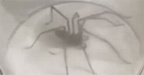 How To Keep Sex Crazed Spiders Out Of Your House Somerset Live