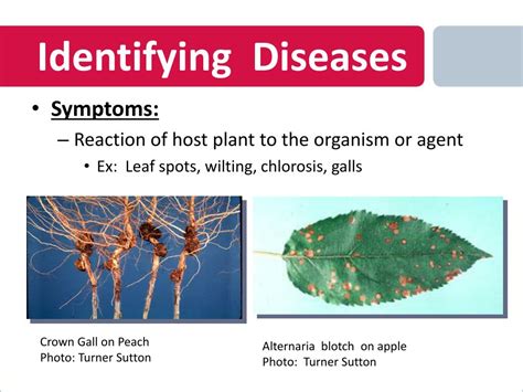 Ppt Plant Diseases Powerpoint Presentation Free Download Id 6192133