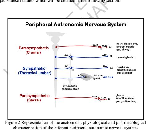 Figure 2 From The Autonomic Nervous System Semantic Scholar