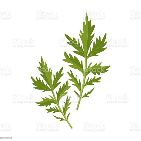 Epazote Stock Illustration Download Image Now Abstract Art
