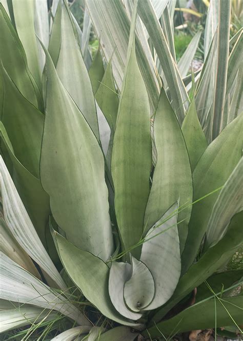 Lidah Buaya Duri — Socfindo Conservation