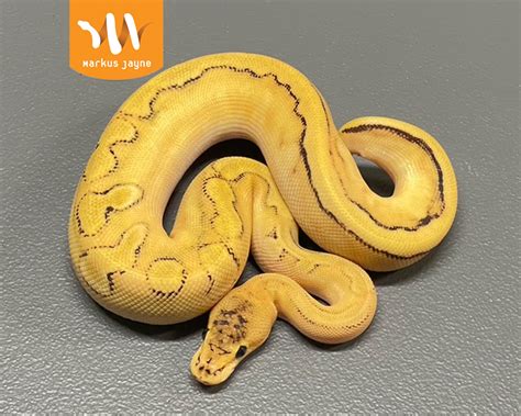 Champagne Ball Python Traits Morphpedia