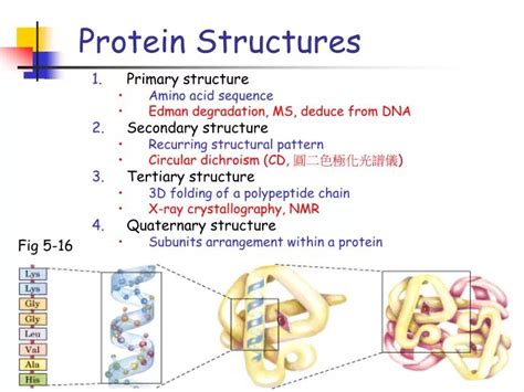 Ppt Protein Structure Primary And Secondary Structure Powerpoint My Xxx Hot Girl