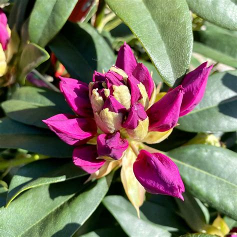 Rhododendron Anah Kruschke 10g