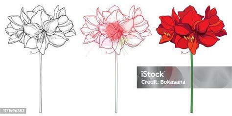 윤곽 열대 전구 아마릴리스 또는 벨라도나 백합 꽃 무리와 흰색 배경에 고립 된 검은 색 빨간색과 파스텔 잎의 벡터 세트 아마릴리스에 대한 스톡 벡터 아트 및 기타 이미지