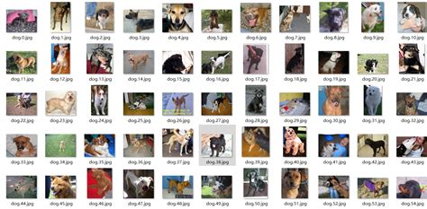 Cnn训练前的准备：pytorch处理自己的图像数据（dataset和dataloader） 腾讯云开发者社区 腾讯云