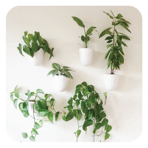 Wall Planters