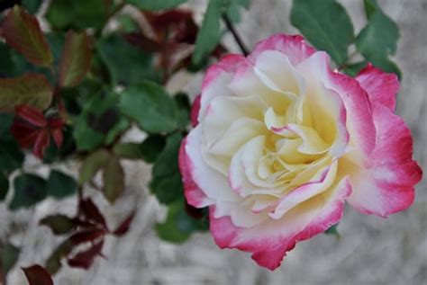 Rose Pruning Techniques Centennial Parklands Centennial Parklands
