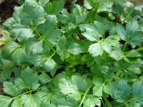 Celery Soup Organic Seeds Grow Folk